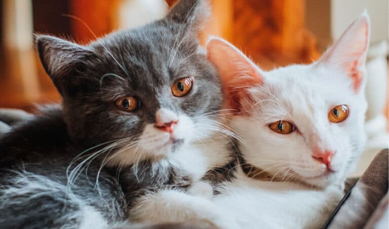 Best Cat Breeds: The Top 15 List | ListsForAll.com