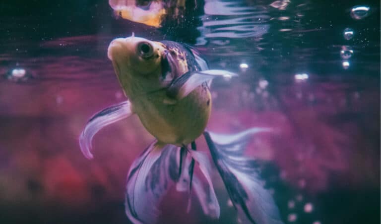 Best Pet Fish: The Top 15 List | ListsForAll.com
