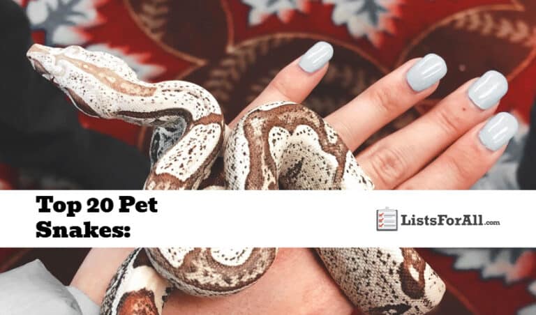 Best Pet Snakes: The Top 20 List - ListsForAll.com